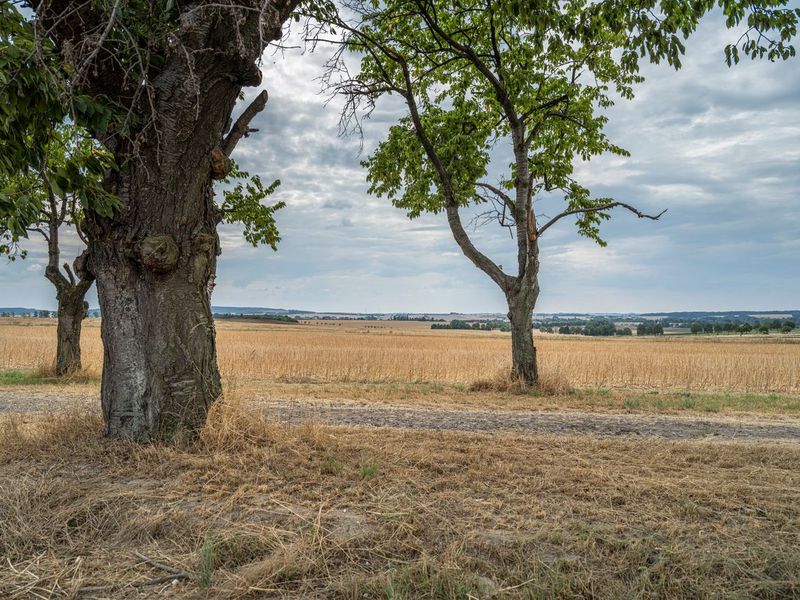 Rural Landscape in Germany: Fields and Clouds HDRi Maps and Backplates