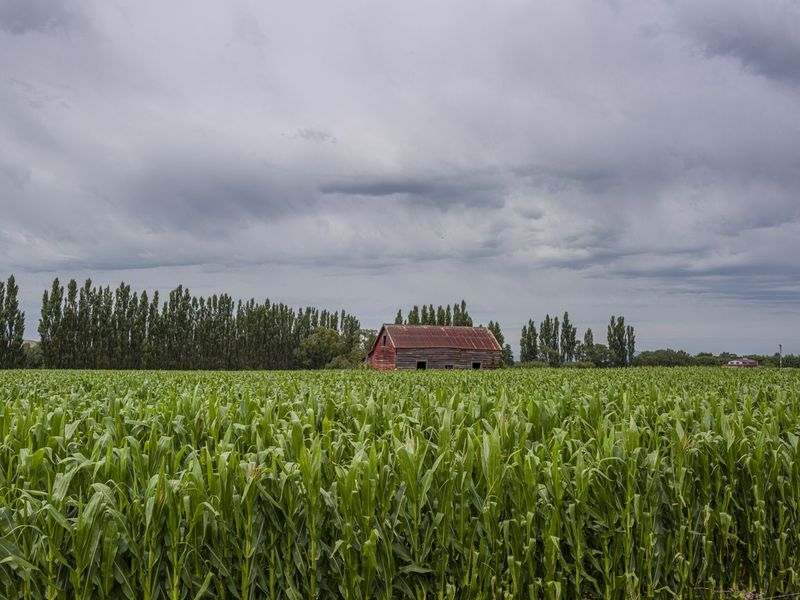 Rural Landscape with Red Barn and Green Crops HDRi Maps and Backplates