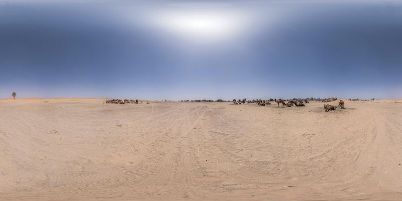 Sahara Desert: Animals Running Across a Sandy Plain HDRi Maps and ...