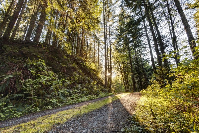 Scenic Path in Bellingham, Washington HDRi Maps and Backplates