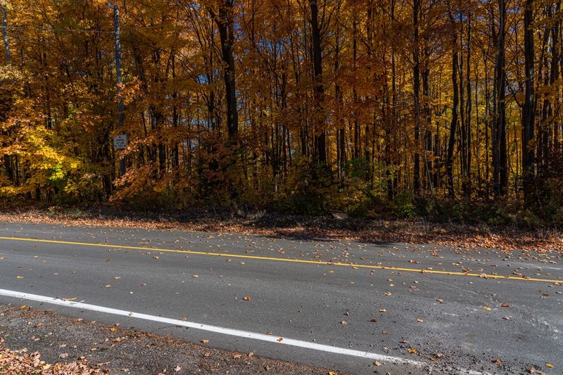 Scenic Road Lined with Leafy Trees in Toronto, Ontario, Canada HDRi ...