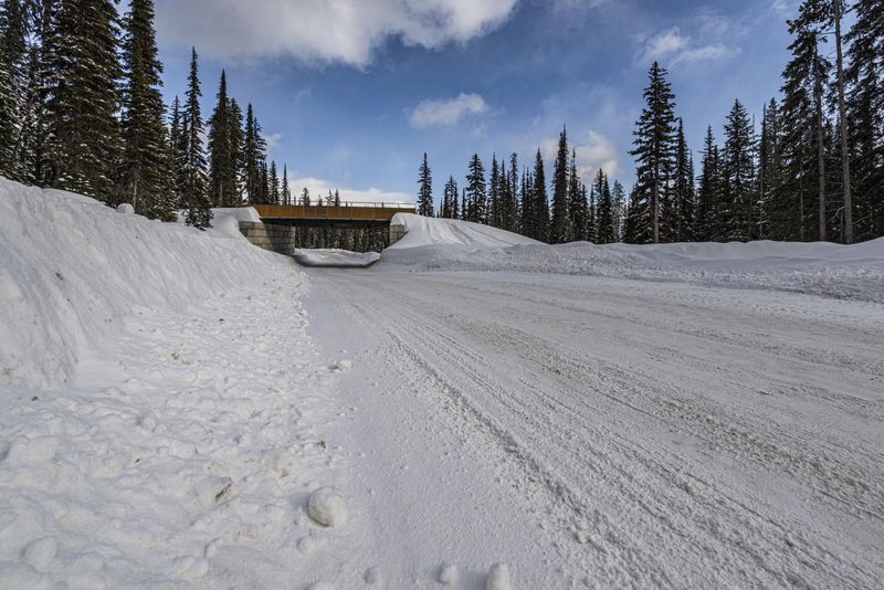 Snow-Covered Forest Terrain in Canada HDRi Maps and Backplates