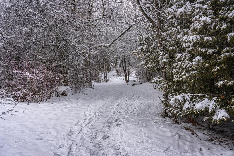 Snowy Path through Ontario Forest in Canada HDRi Maps and Backplates