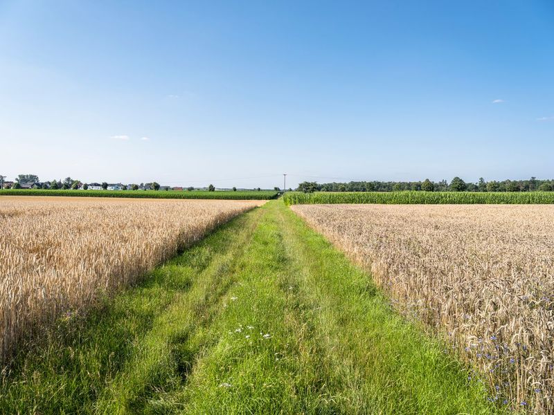 Straight Road in the European Countryside with Lush Green Fields HDRi ...