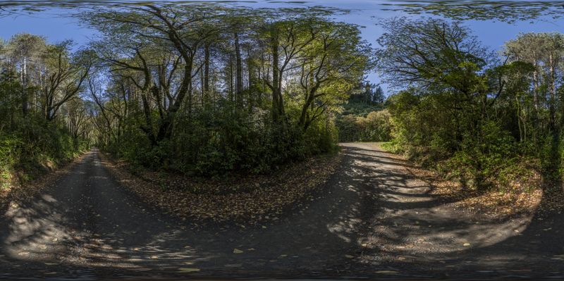 Straight Road Through Forest with Hard Shadows on Asphalt HDRi Maps and ...