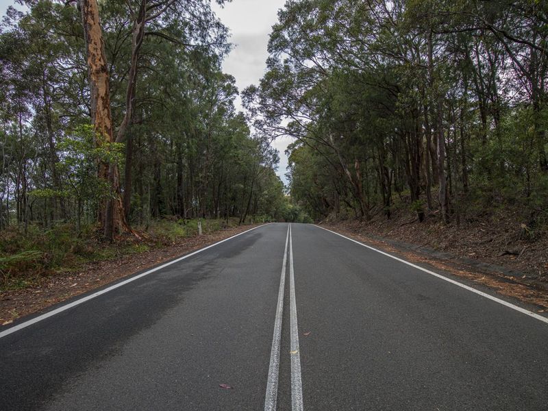 Suburban Road: Lined with Green Vegetation and Trees HDRi Maps and ...