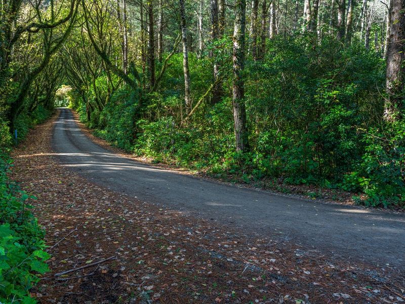 Sunlit Asphalt Road in the Forest Casting Shadows HDRi Maps and Backplates