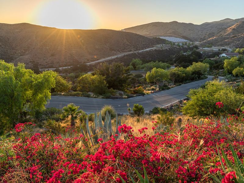 Sunny Day in California Desert with Red Flowers on Hill HDRi Maps and ...