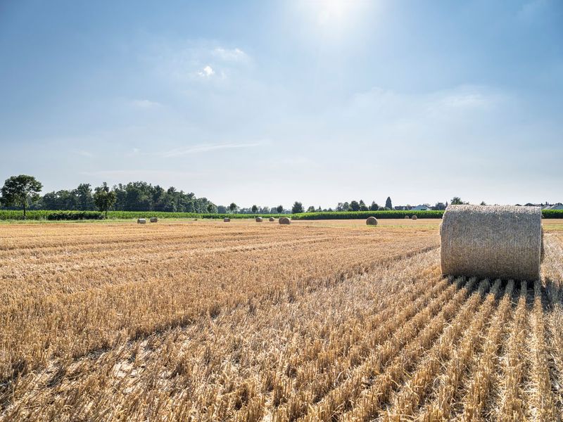 Sunny European Rural Landscape with Cornfield and Green Field in ...