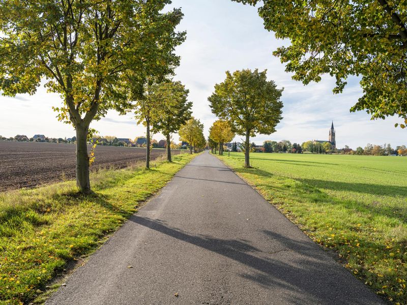 Tree-lined Road in Berlin, Germany HDRi Maps and Backplates