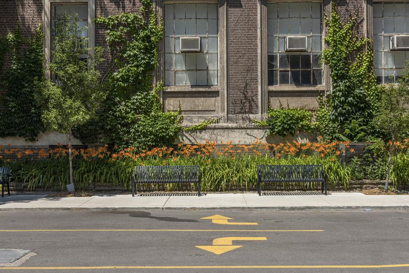 Tree-Lined Streets with Yellow Leaves in Toronto HDRi Maps and Backplates