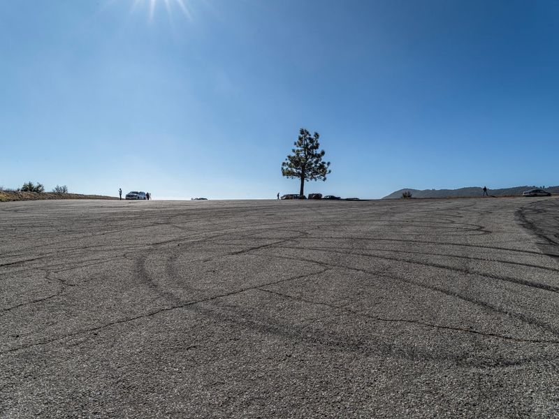 Tree in Open Space on a Clear Sky Day HDRi Maps and Backplates