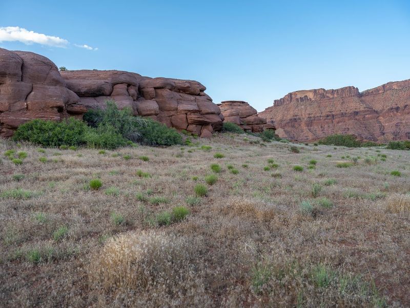 The Beautiful Canyon of Utah: An Open Space with Abundant Greenery