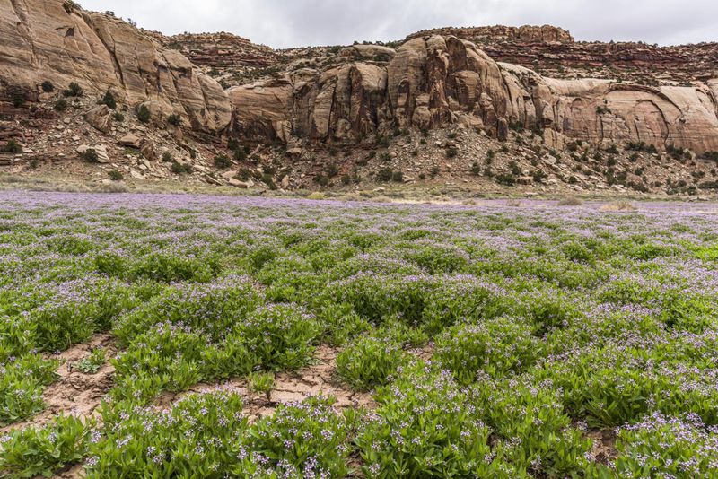 Utah Desert Red Rocks Mountain Landscape HDRi Maps and Backplates